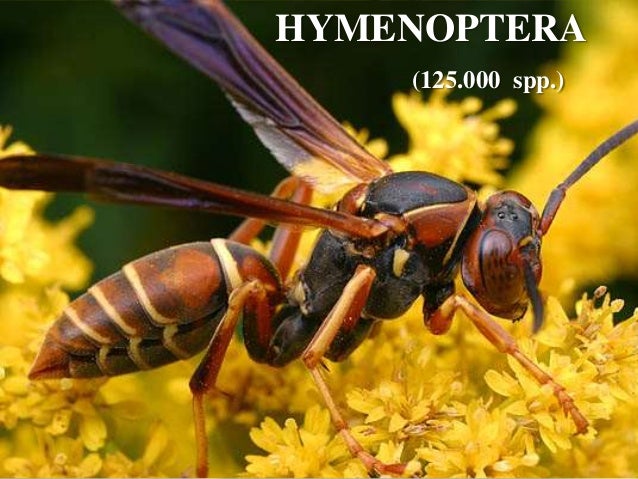Hymenoptera