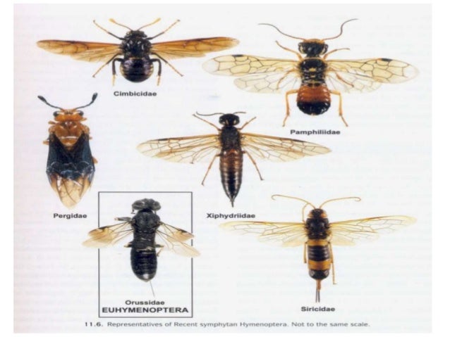 Hymenoptera