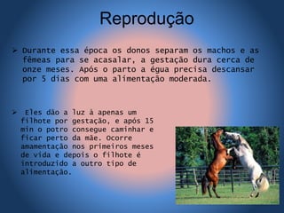 Cavalos | PPTX