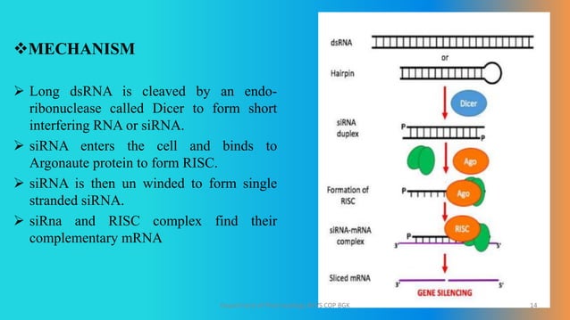 Seminr on overview of drug discovery and development converted | PPT