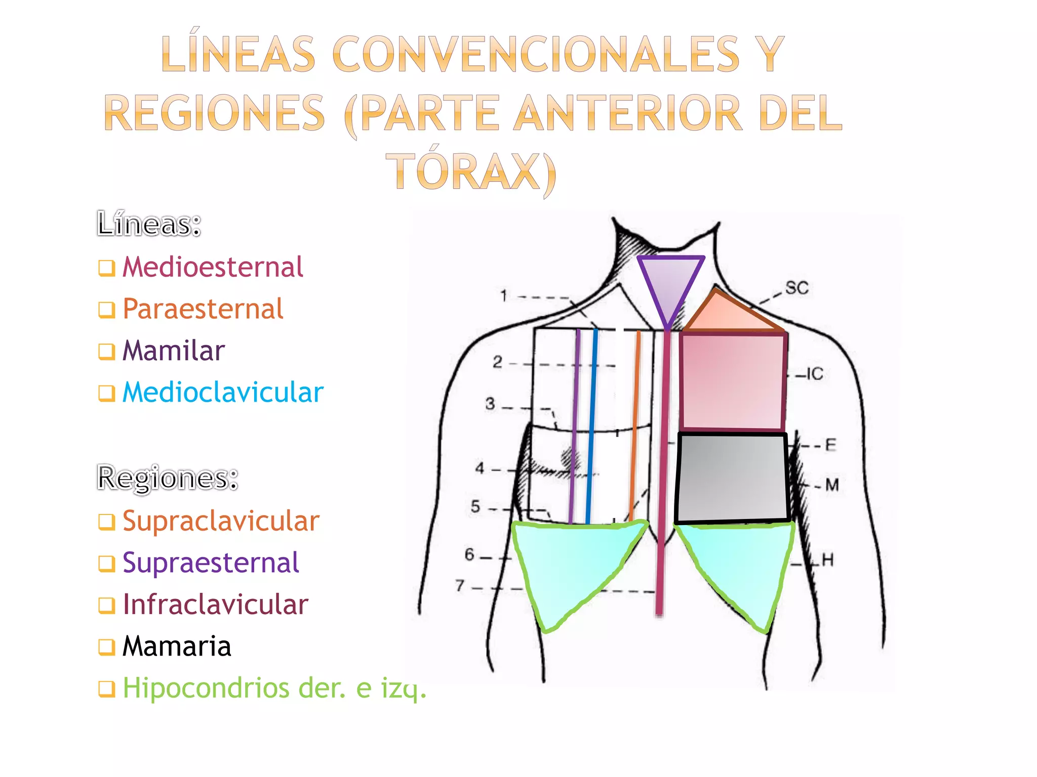 aparato respiratorio regiones | PPTX