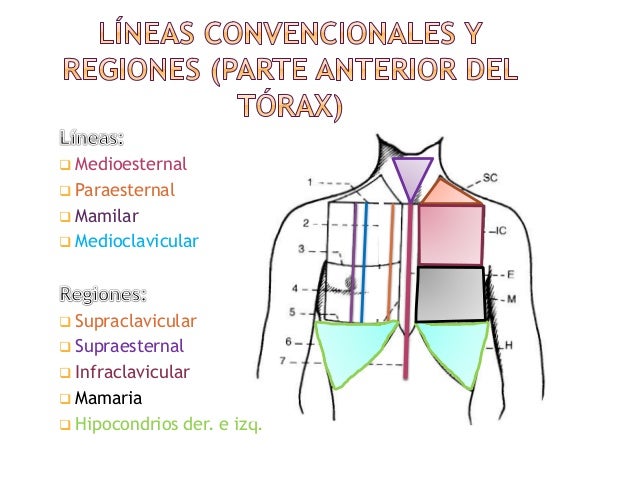 aparato respiratorio regiones