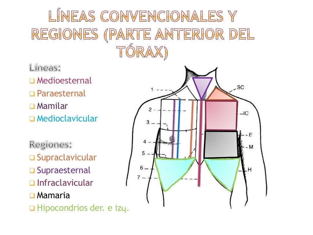 aparato respiratorio regiones