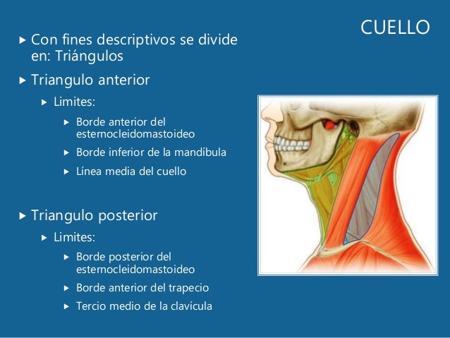 Semiología de-cuello