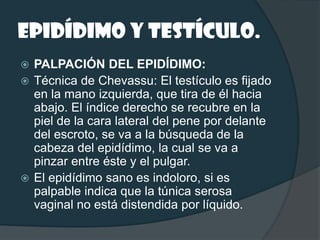 Semiología del aparato reproductor masculino | PPTX