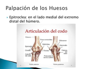 Semiología del Codo | PPTX