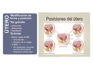 Semiología del embarazo | PPT