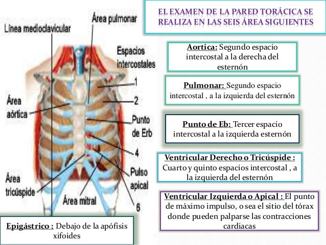 1er Espacio Intercostal