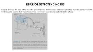 SEMIOLOGÍA MOTORA Y ROTs.pptx
