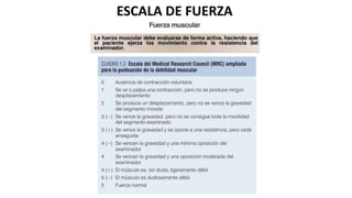 SEMIOLOGÍA MOTORA Y ROTs.pptx