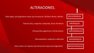 semiología uñas parasitologia en dermatólogia | PDF