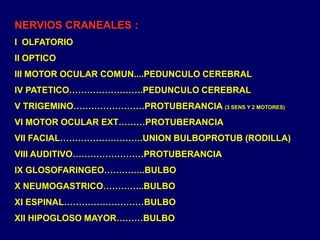 SEMIOLOGIA neurologica por el doctor heber .ppt