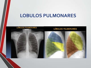 Semiología del Tórax: Exploración Clínica de las Patologías ...