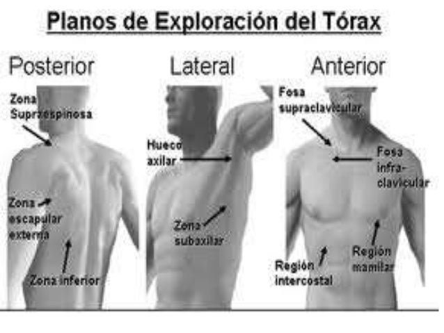 Semiologia 1