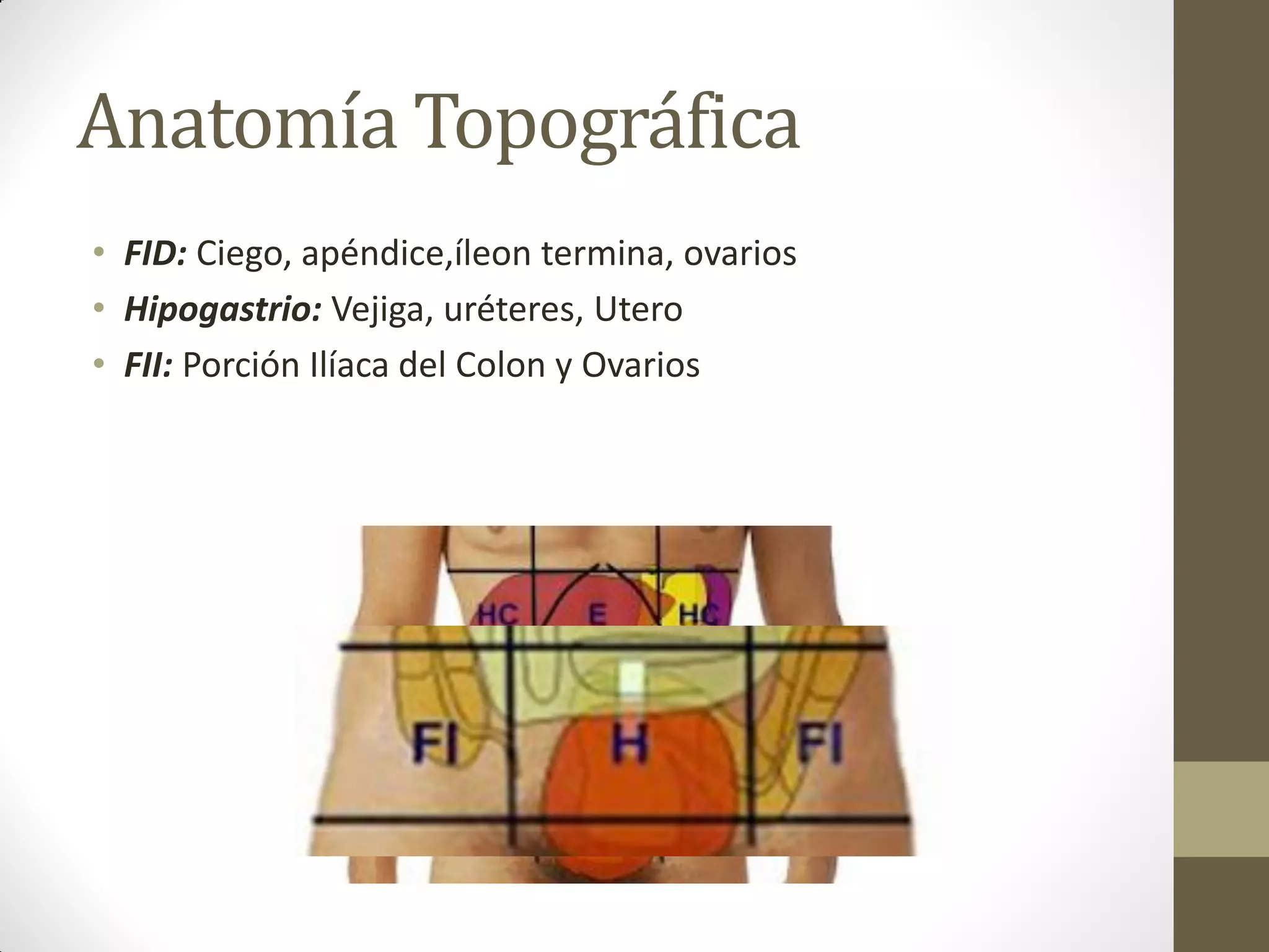 Semiologia Abdominal | PPT