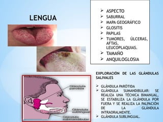 SEMIOLOGIA CABEZA Y CARA TERMINADA ULTIMA 1_070213.pptx