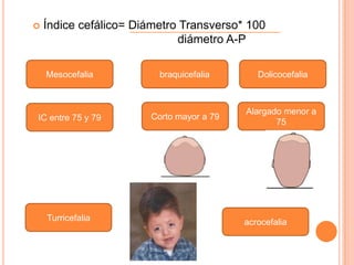 Semiologia de cabeza y cuello | PPTX