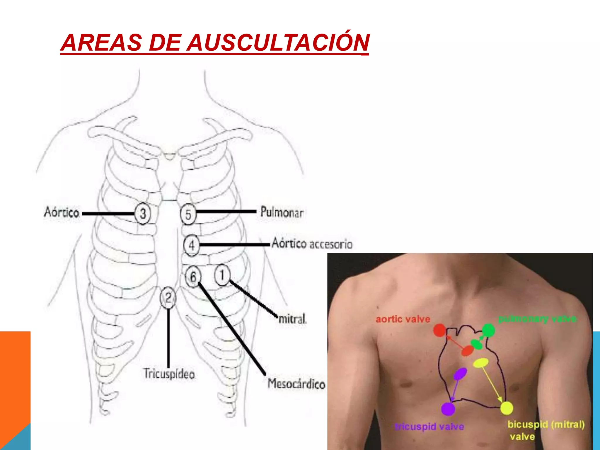 Semiologia cardiaca dr.nicolas luis ugarte | PPT