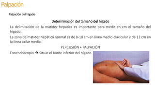 Percusión Hepática