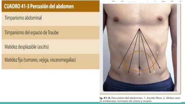 Guía Didáctica Para El Taller Semiología De Abdomen Haldaw