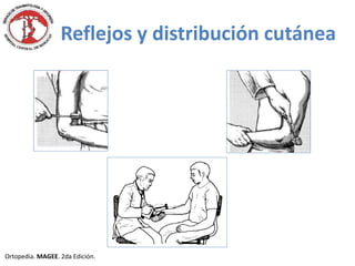 Semiologia de codo | PPTX