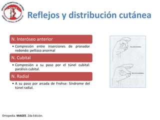 Semiologia de codo | PPTX