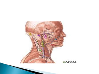 Semiologia de cuello SEMIOLOGIA I | PPT