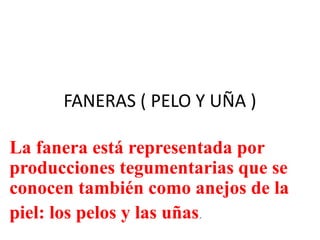 Semiologia de la Piel y Faneras | PPTX
