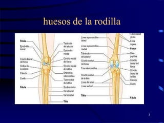 semiologia de la rodilla y anatomia aplicada | PPTX