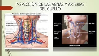 Semiologia Del Cuello PPTX semiologia-del-cuello-pptx