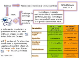 Semiologia del dolor definitiva | PPTX