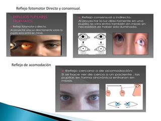 Semiologia del ojo . Exploracion Semiologica de II, III, IV y VI par ...