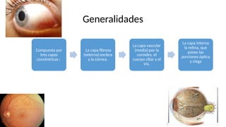 semiologia del ojo y vision III año.pptx