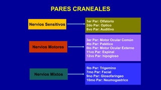 semiologiadelosparescraneales-181108165812_compressed_compressed ...
