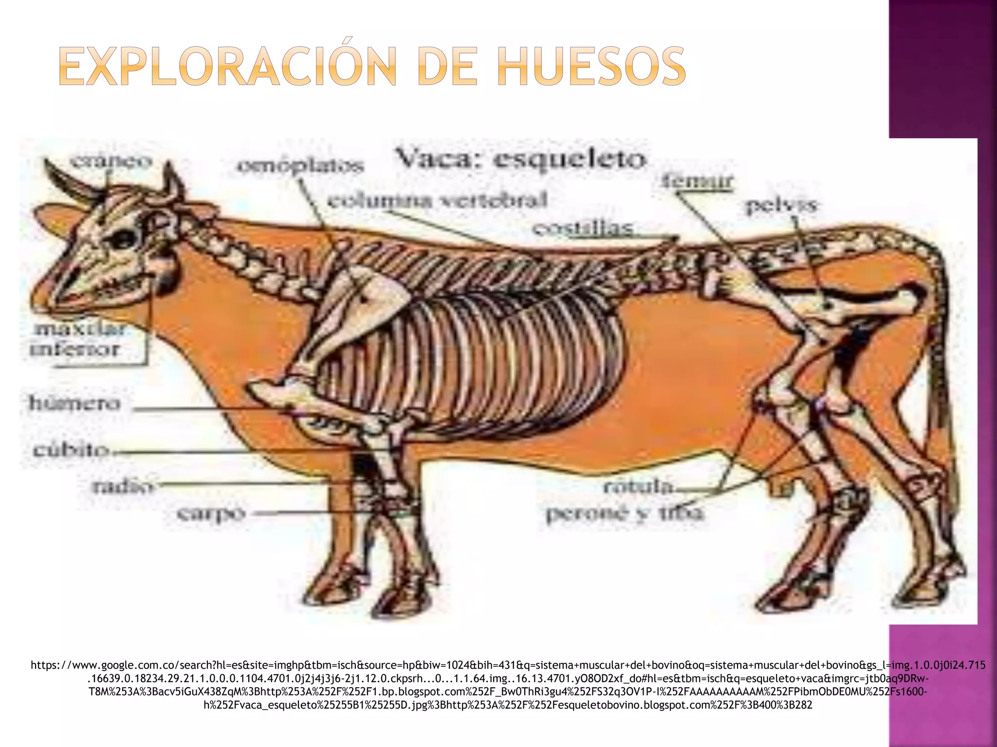Semiologia del sistema musculoesqueletico en bovinos | PPTX