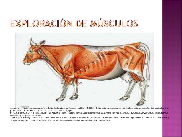 Semiologia del sistema musculoesqueletico en bovinos
