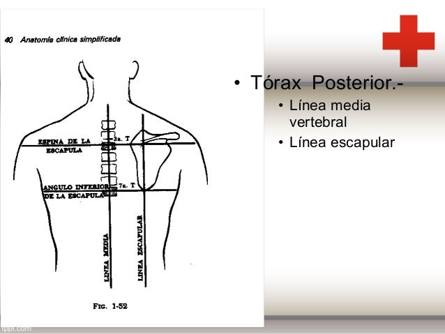 Semiologia del sistema respiratorio