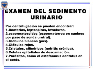 Semiologia veterinaria del sistema urinario | PPT