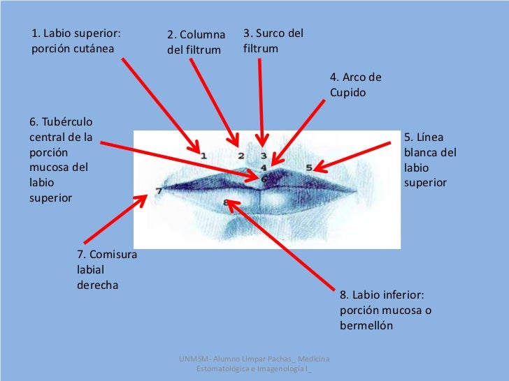 Semiologia de region labial carrillos y orofaringe