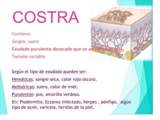 Semiologia dermatologica clase 1 | PPTX