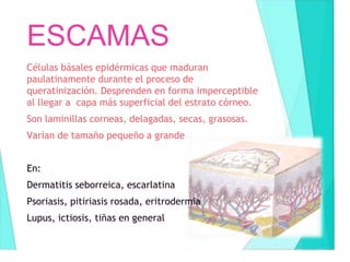 Semiologia dermatologica clase 1 | PPTX