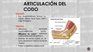 semiologia OSTEOARTICULAR de extremidades.pptx