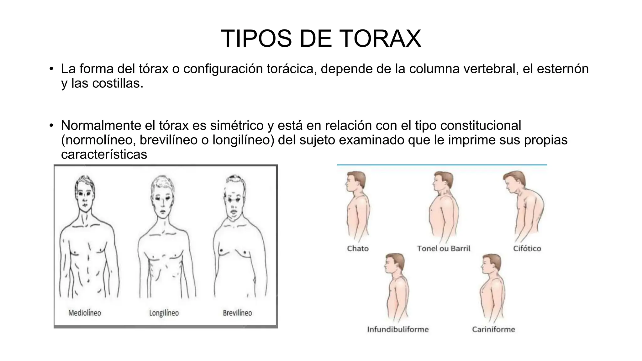 Exploración Del Tórax Y Del Sistema Respiratorio Pptx
