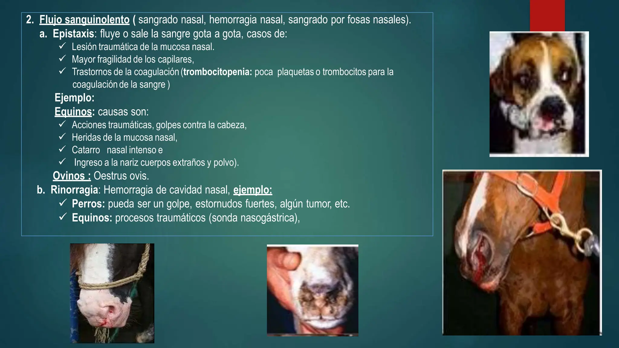 SEMIOLOGIA RESPIRATORIO Y CARDIOVASCULAR.pptx | Lung and Respiratory ...