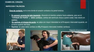 SEMIOLOGIA RESPIRATORIO Y CARDIOVASCULAR.pptx