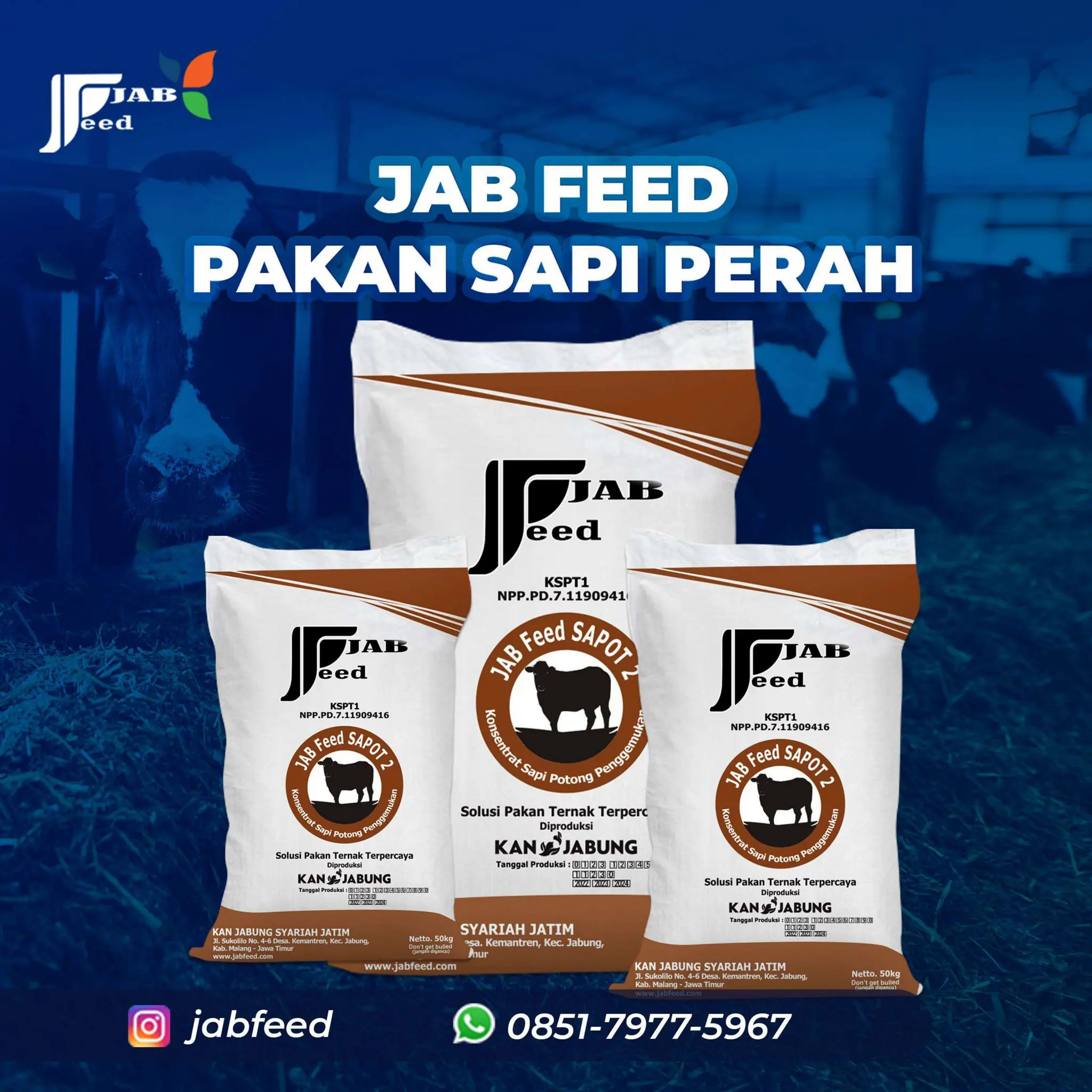 Jab feed Pakan Sapi Perah dan Sapi Potong | PDF