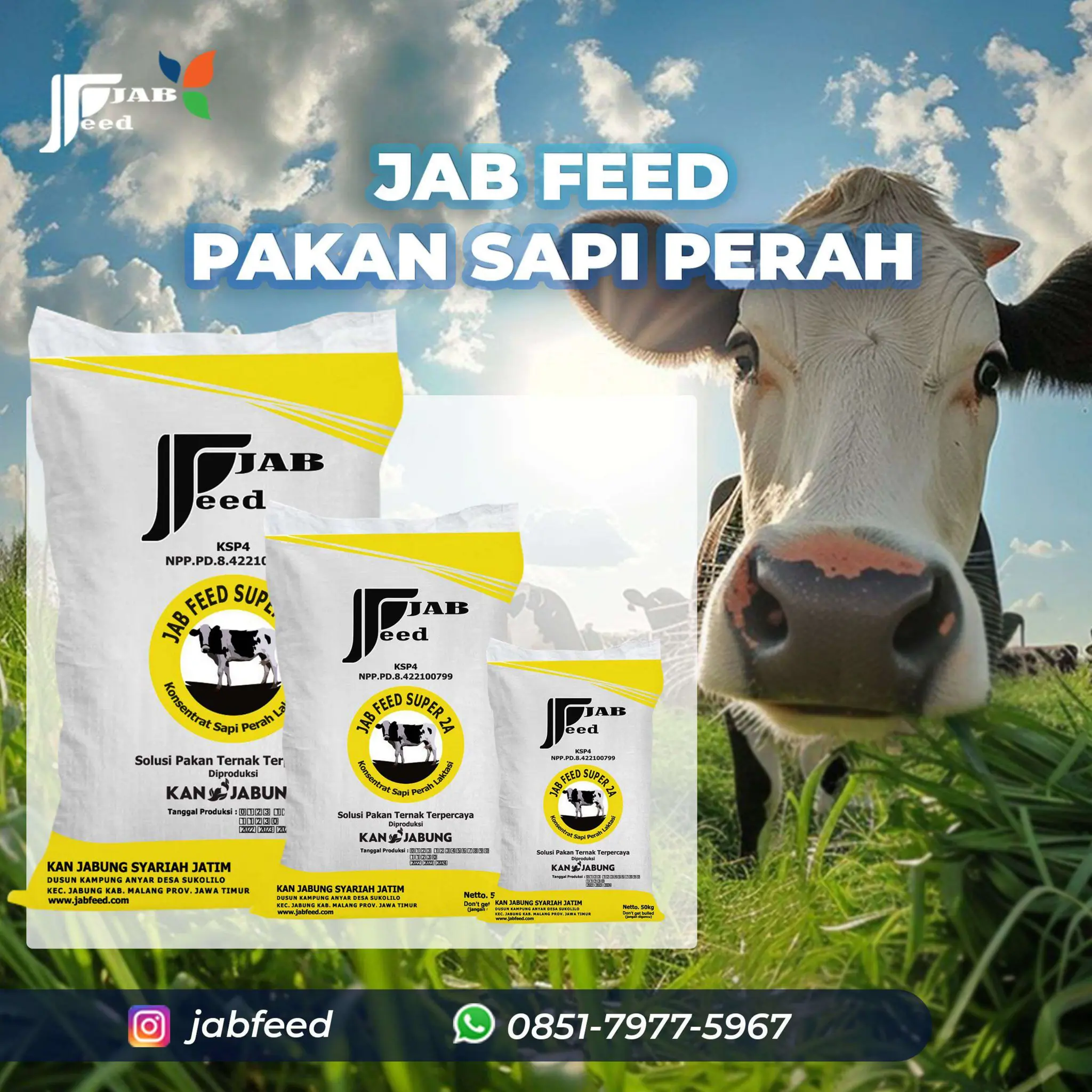 Jab feed Pakan Sapi Perah dan Sapi Potong | PDF