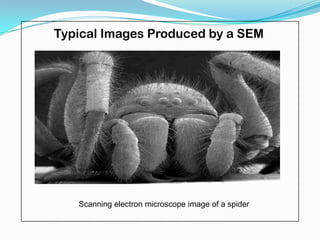 Scanning electron microscopy | PPTX