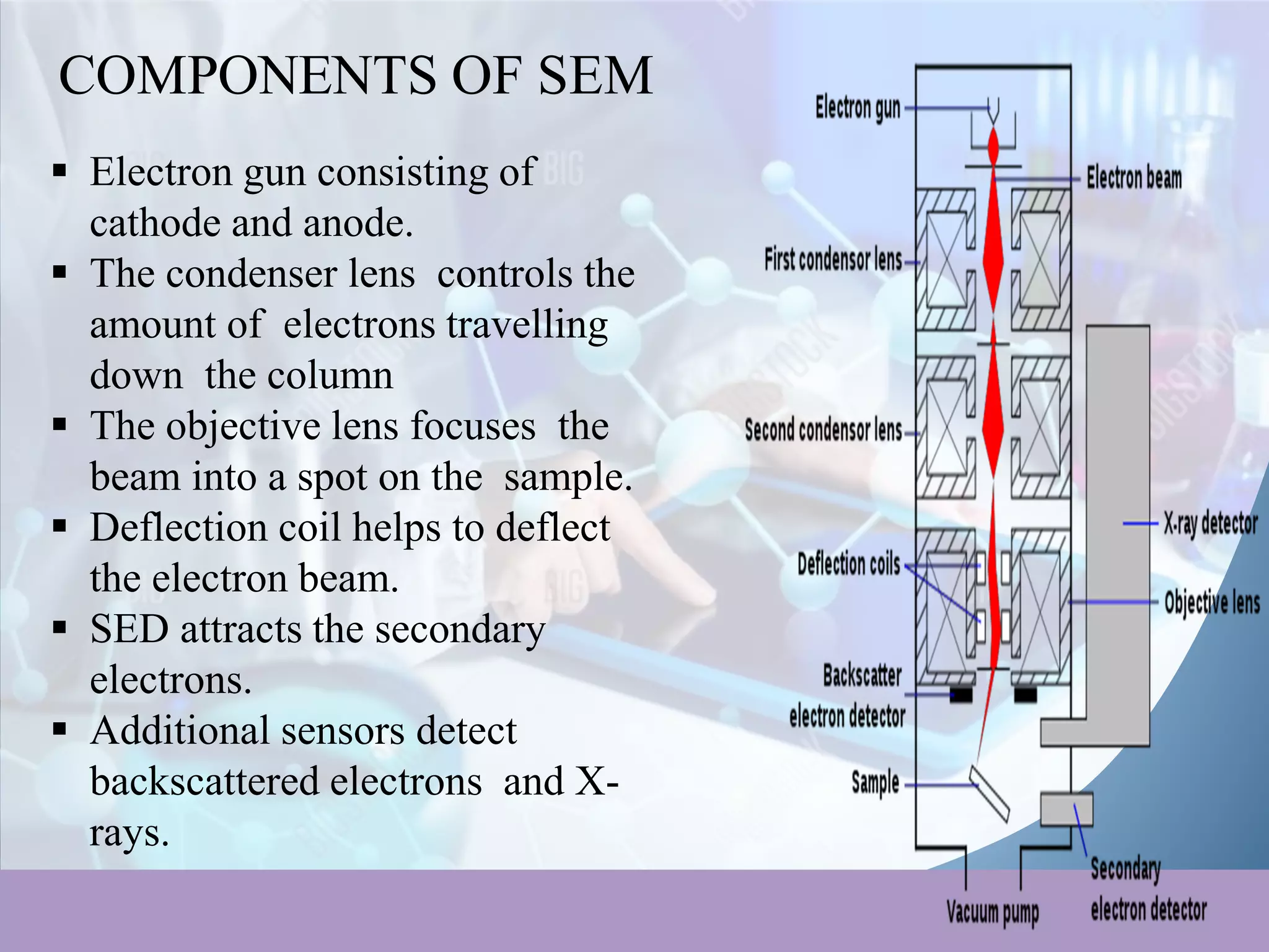 Scanning Electron Microscopy (SEM) | PDF | Geology | Science