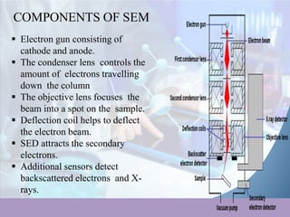 Scanning Electron Microscopy (SEM) | PDF | Geology | Science
